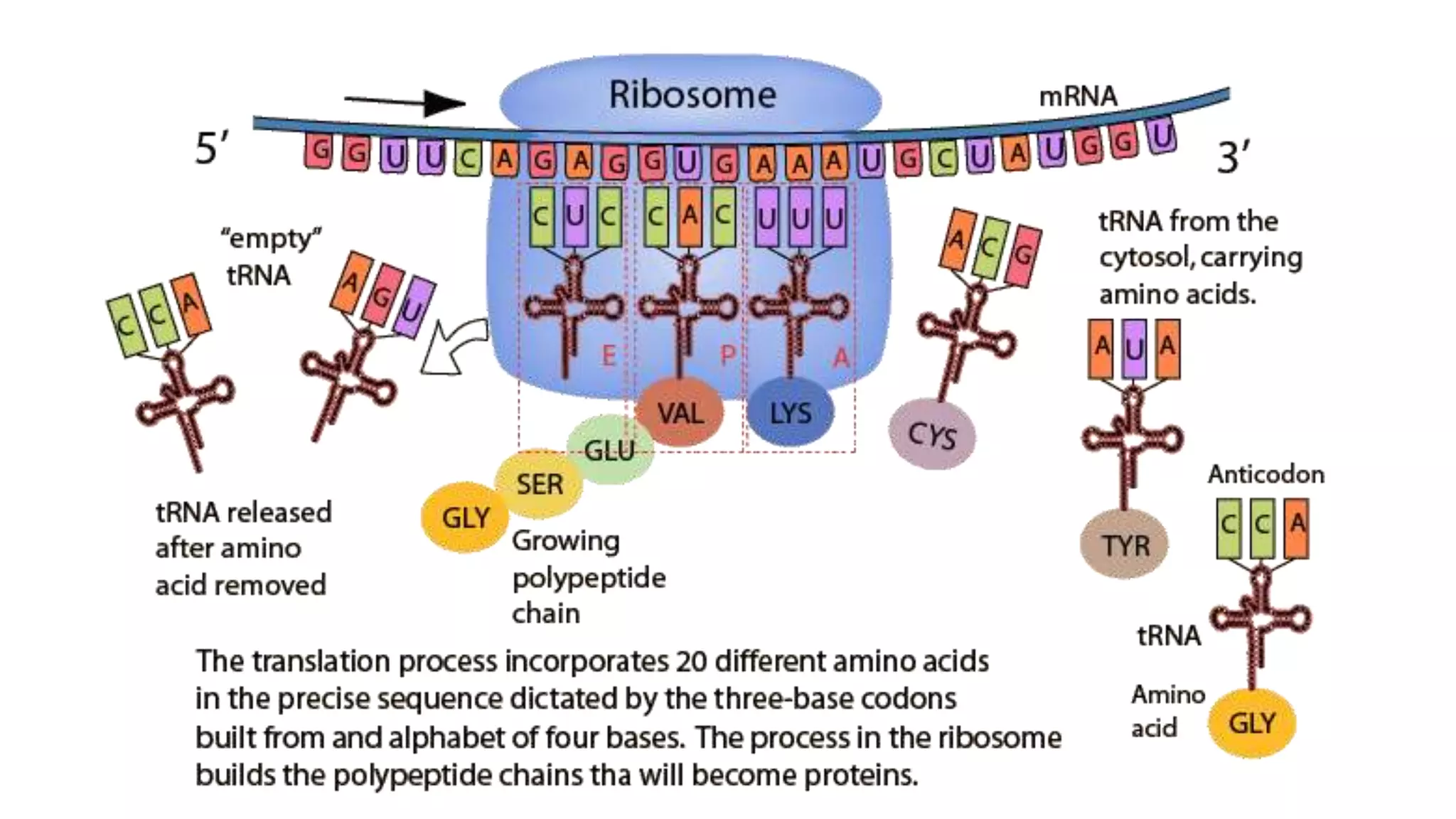Molecular basis of inheritance | PPTX