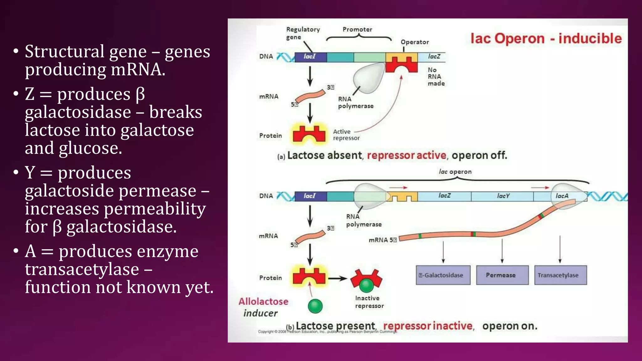 Molecular basis of inheritance | PPTX