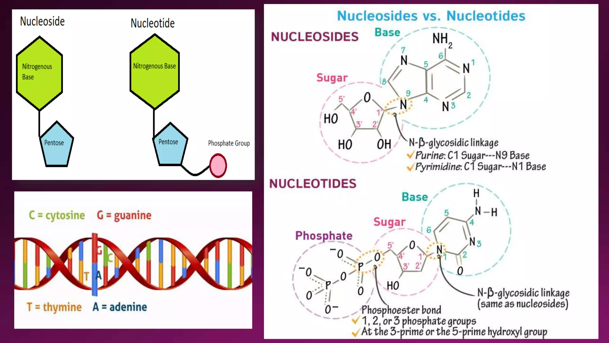 Molecular basis of inheritance | PPTX