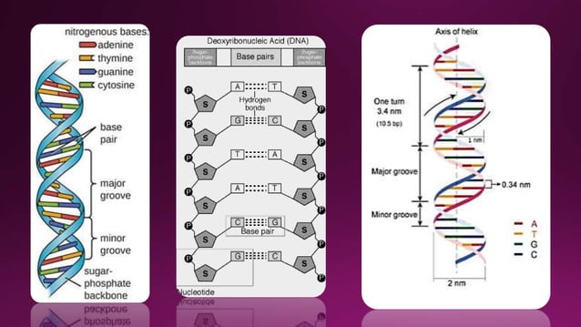 Molecular basis of inheritance | PPTX
