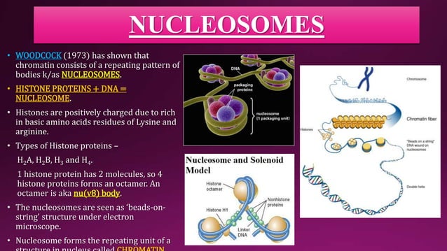 Molecular basis of inheritance | PPTX
