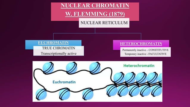 Molecular basis of inheritance | PPTX