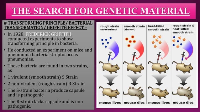 Molecular basis of inheritance | PPTX