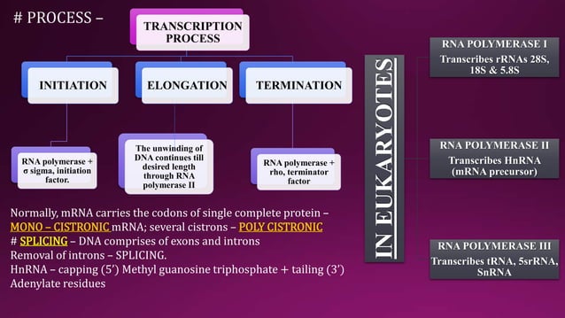 Molecular basis of inheritance | PPTX