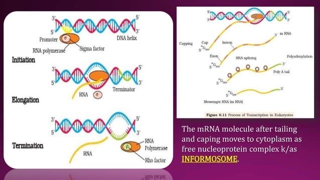 Molecular basis of inheritance | PPTX