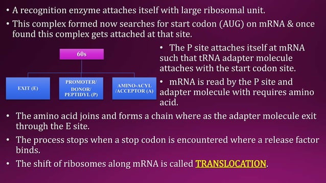 Molecular basis of inheritance | PPTX