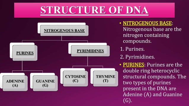 Molecular basis of inheritance | PPTX