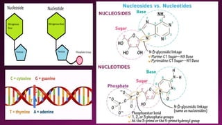 Molecular basis of inheritance | PPTX