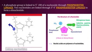Molecular basis of inheritance | PPTX