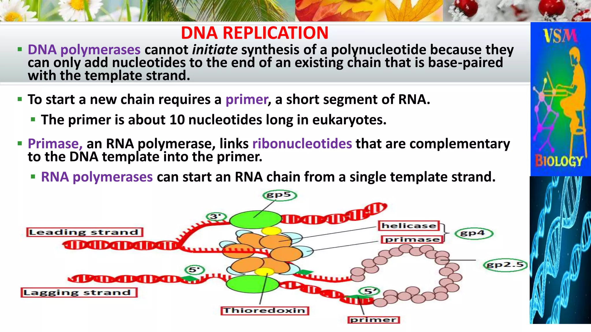Molecular basis of inheritance | PDF