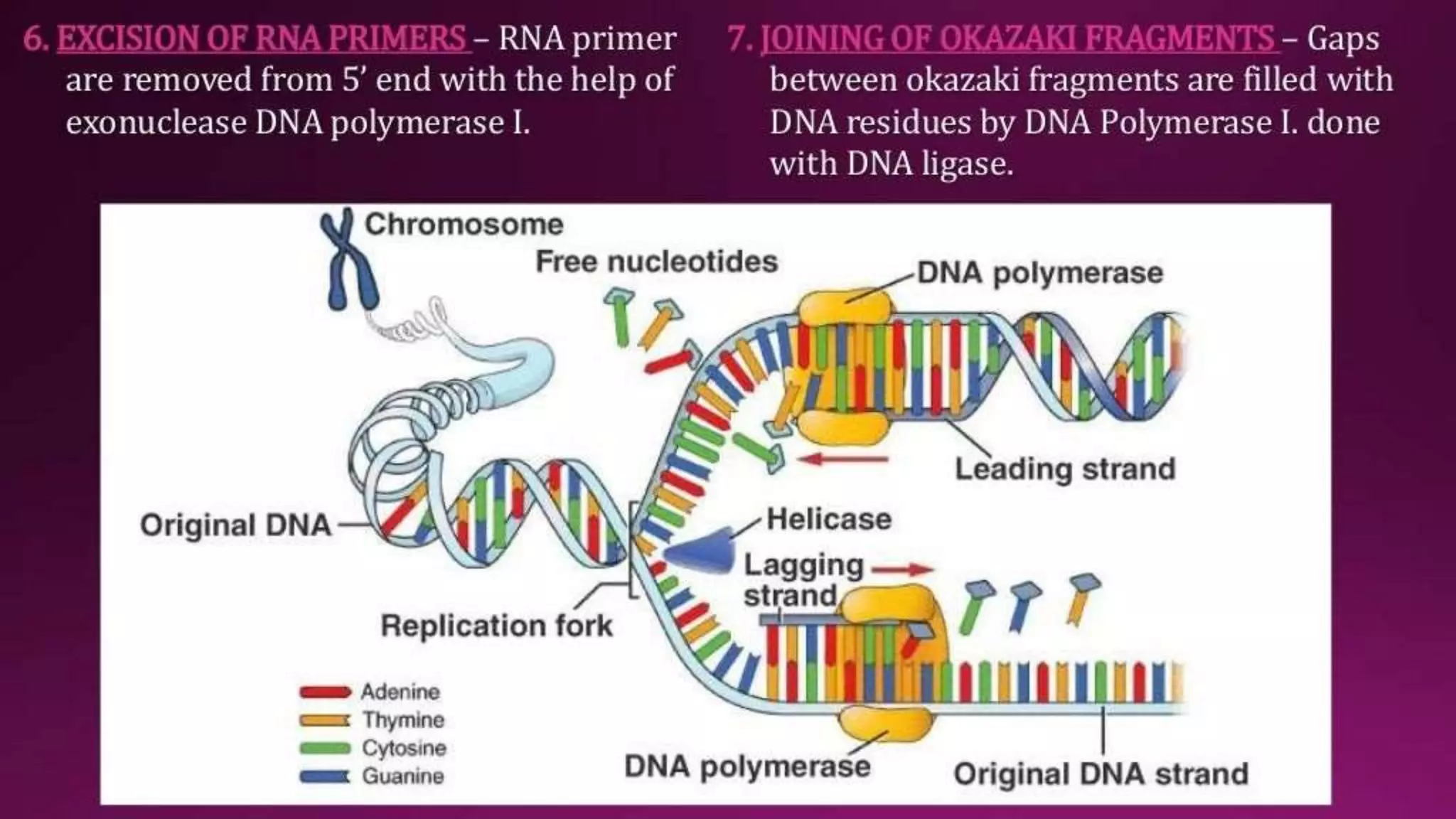 Molecular Basis of Inheritance.pptx