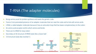 molecular basis of inheritance in files .pptx