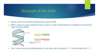 molecular basis of inheritance in files .pptx