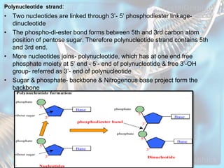 Molecular basis of inheritane ppt | PPSX