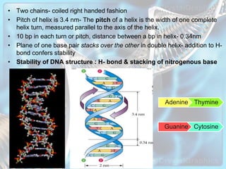 Molecular basis of inheritane ppt | PPT
