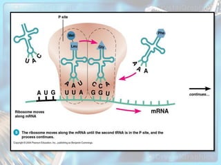 Molecular basis of inheritane ppt | PPT