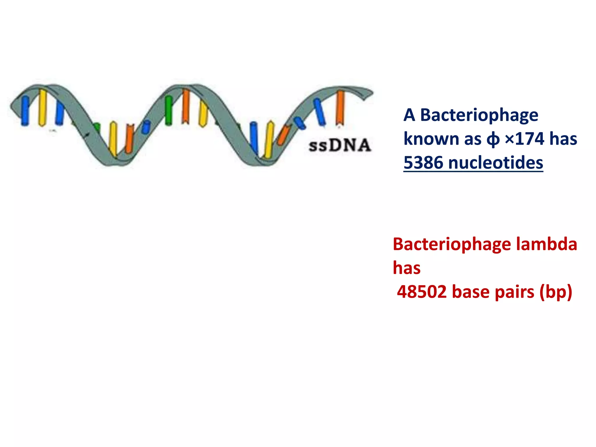 Molecular basis of inheritance ..The DNA | PPTX