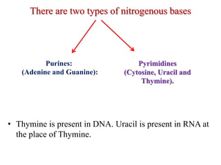 2 Types Of Nitrogenous Bases