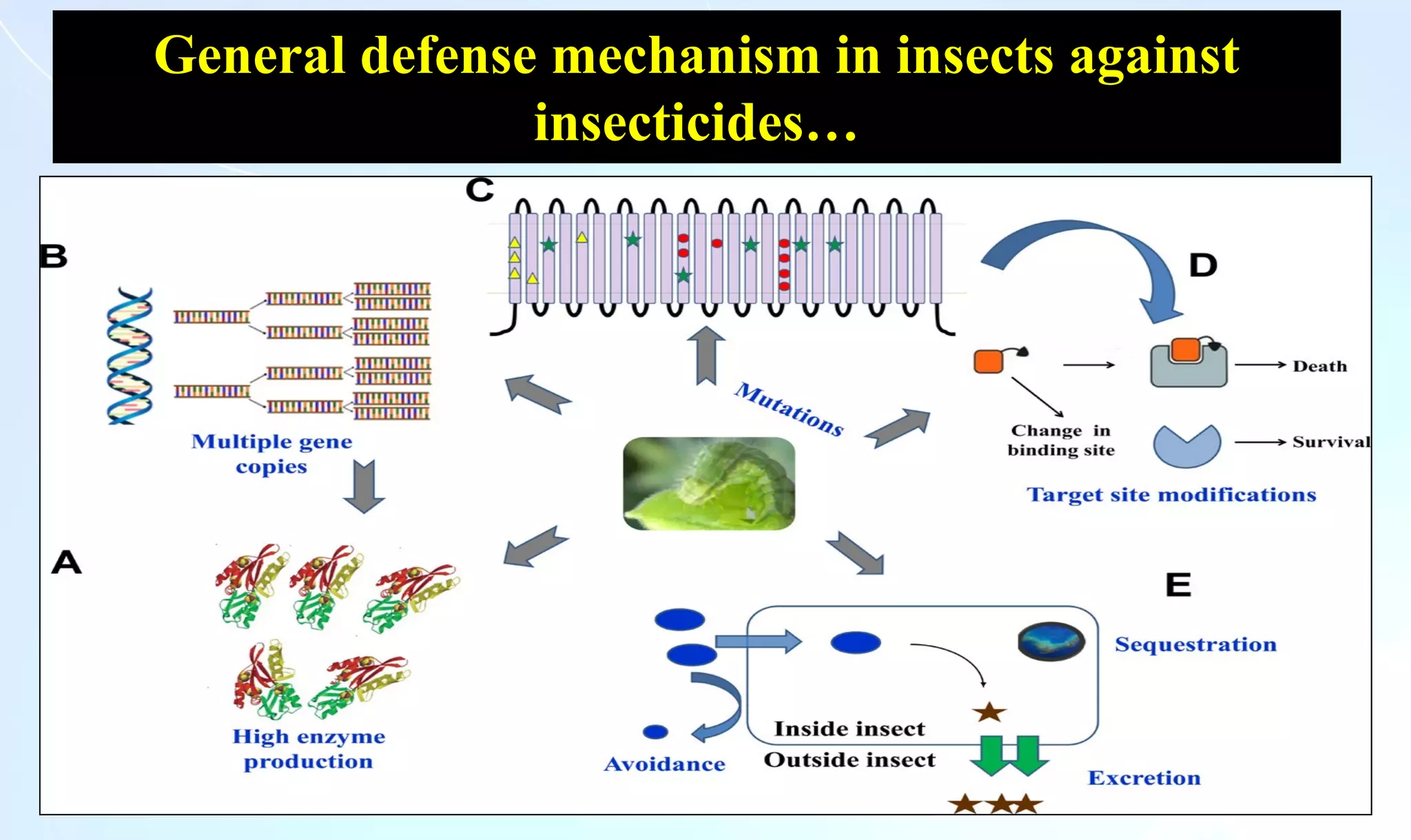Molecular basis of insecticides resistance in insects with special ...