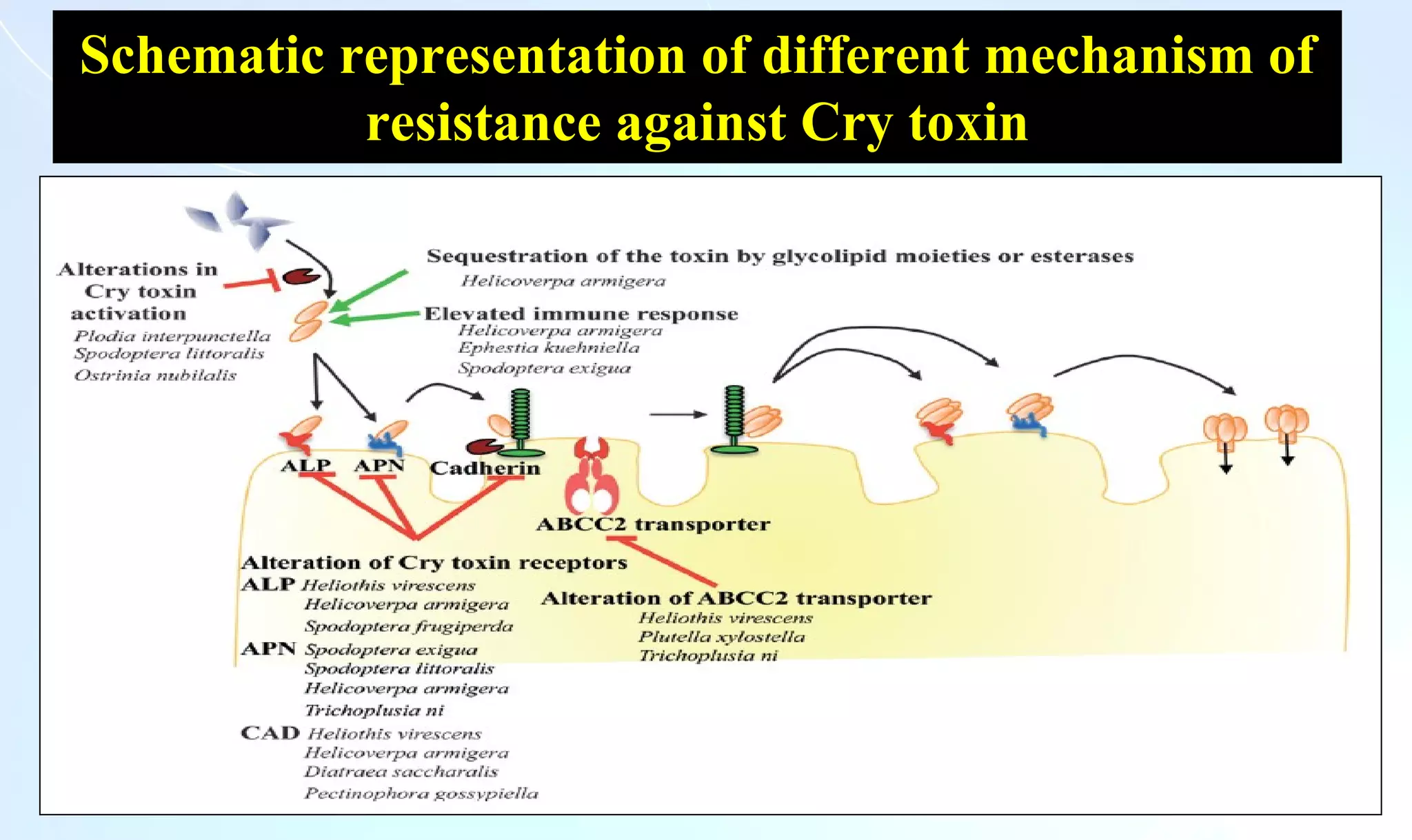 Molecular basis of insecticides resistance in insects with special ...