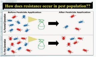 Molecular basis of insecticides resistance in insects with special ...
