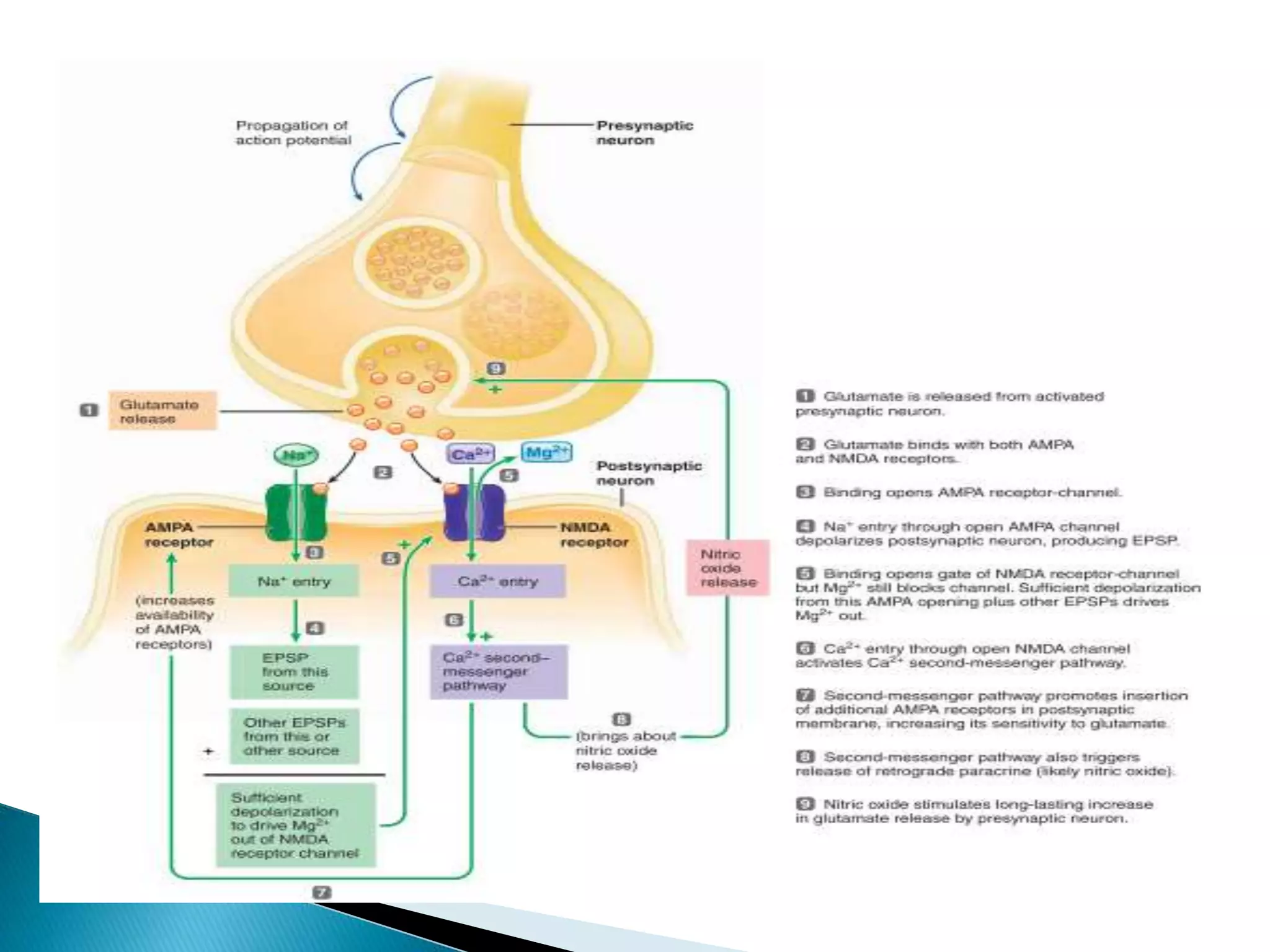 MOLECULAR BASIS OF MEMORY.pptx