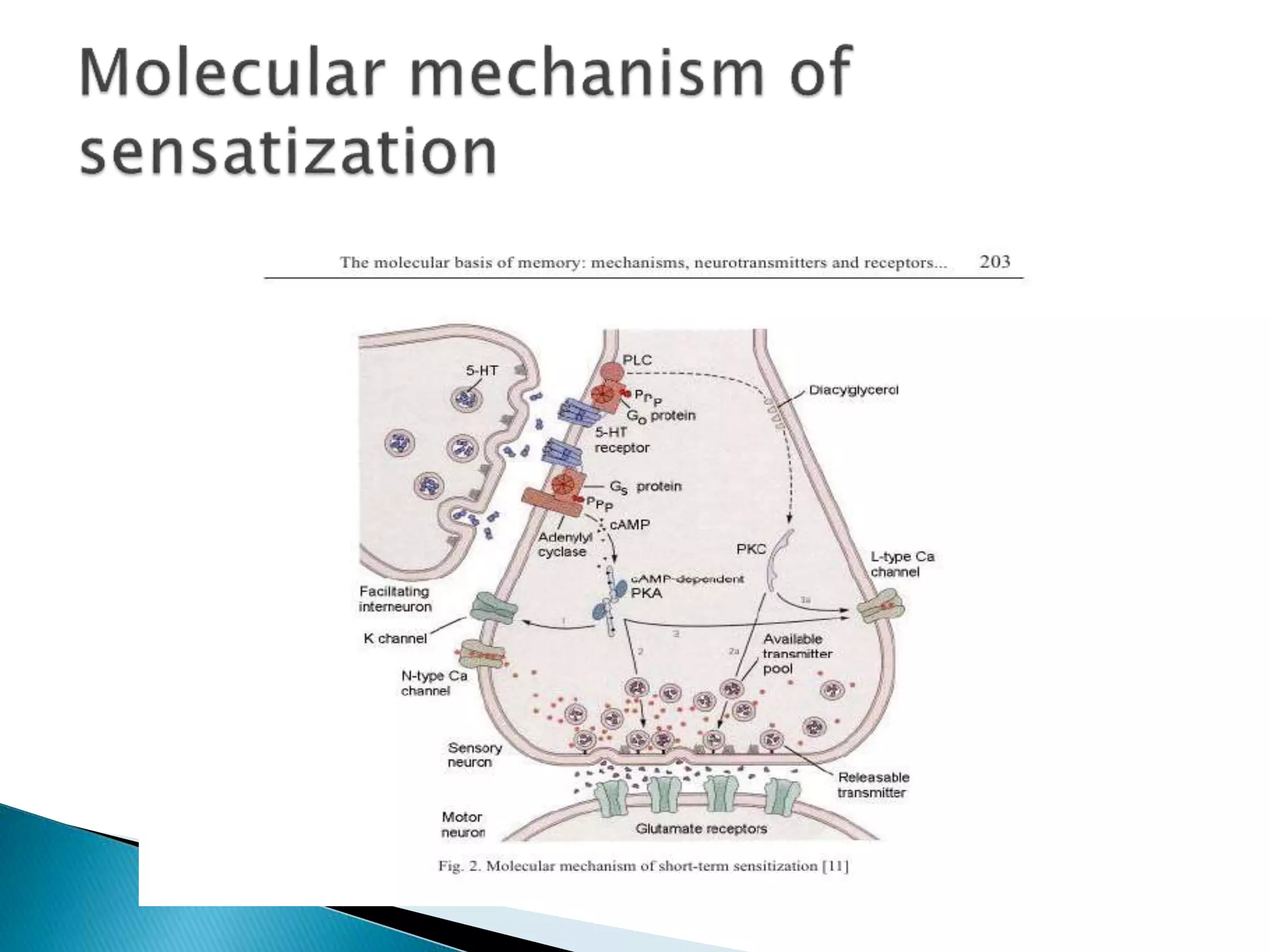 MOLECULAR BASIS OF MEMORY.pptx
