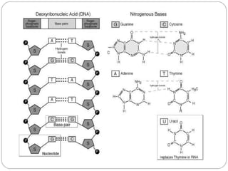 Molecular basis of mutation by kss | PPT