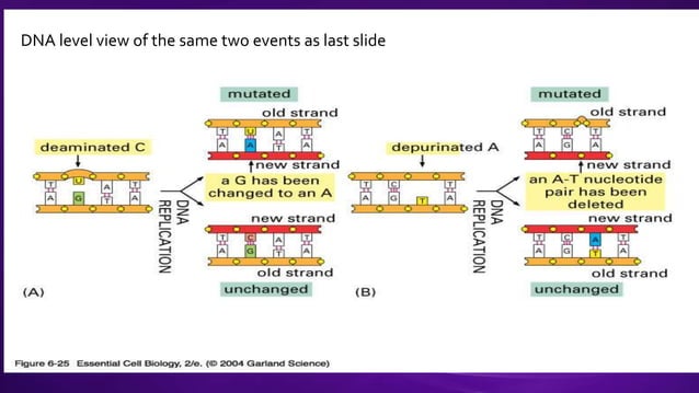 Molecular basis of mutations | PPTX