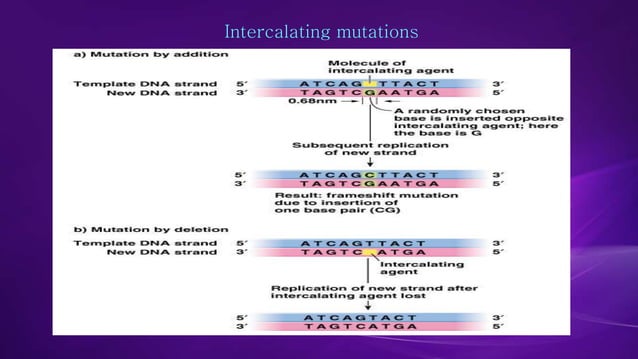 Molecular basis of mutations | PPTX