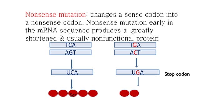Molecular basis of mutations | PPTX