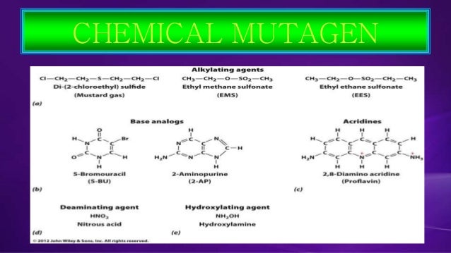 Molecular basis of mutations