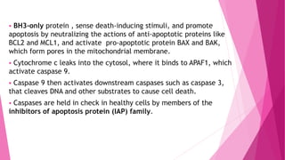 Molecular Basis of Neoplasia.pptx