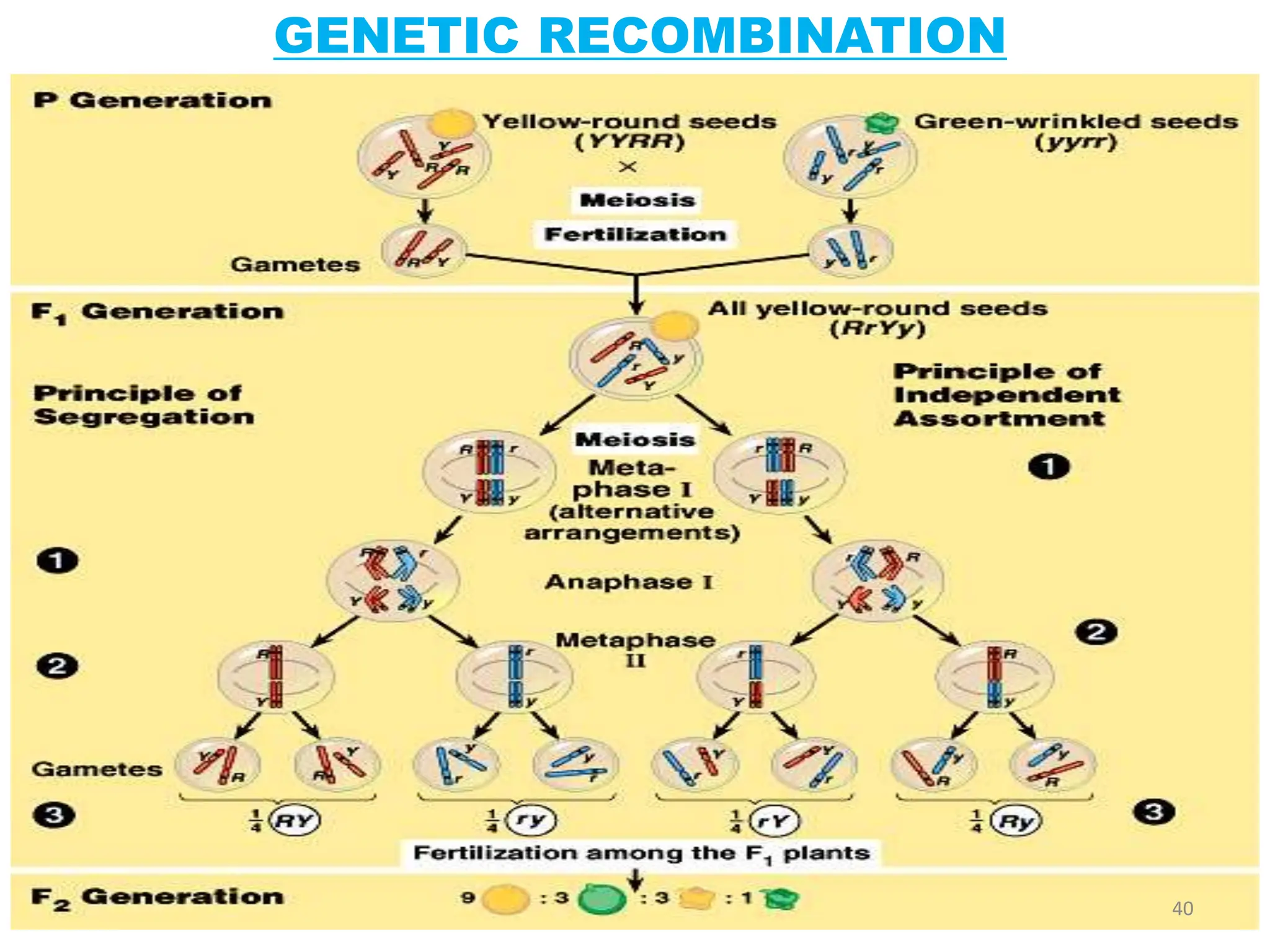 Introction to Molecular basis of Plant Breeding.pptx
