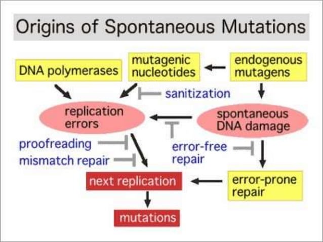 Molecular basis of spontanceous mutation,induced mutation & physical ...