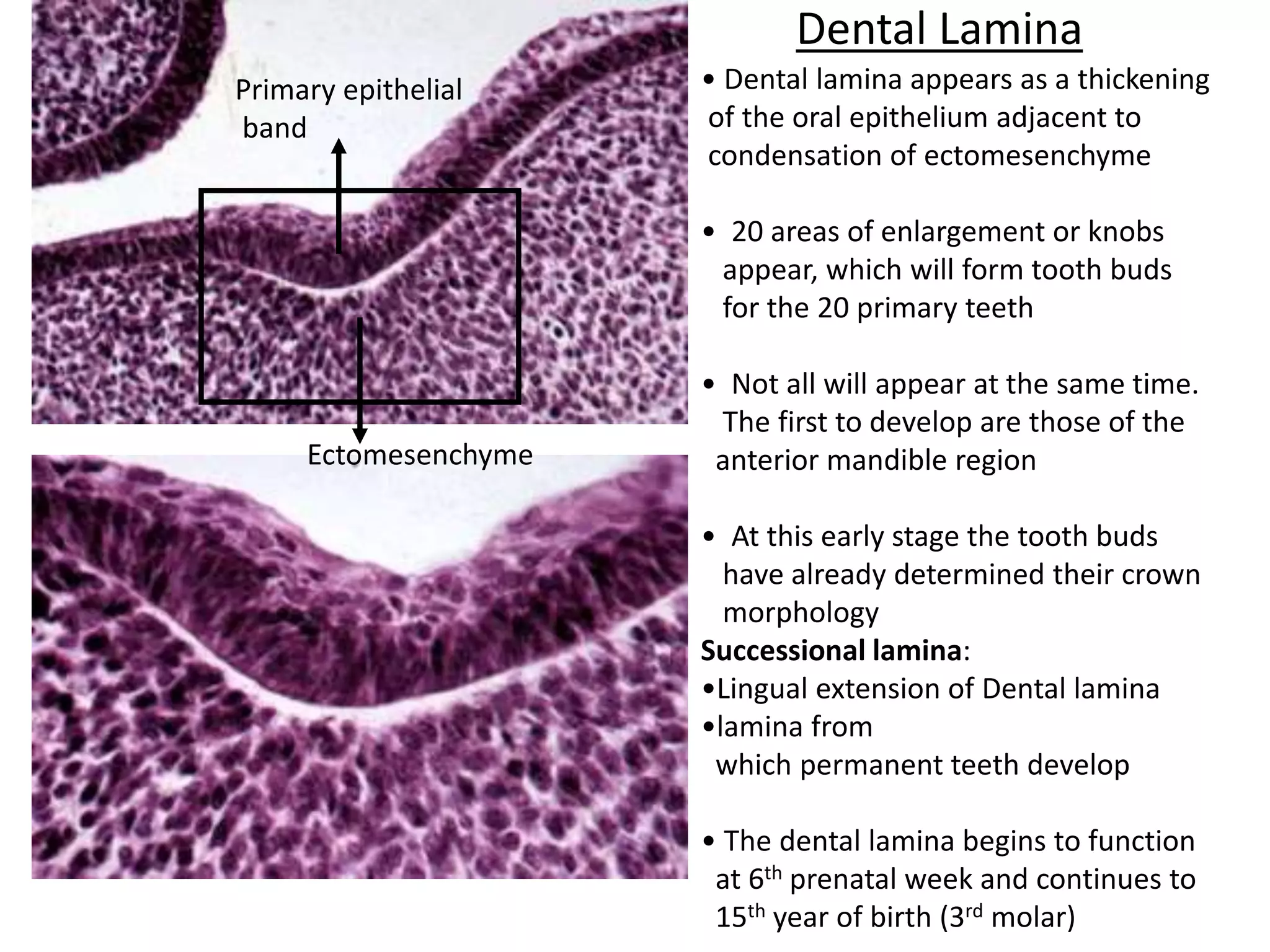 Molecular Basis of Tooth Development | PPTX