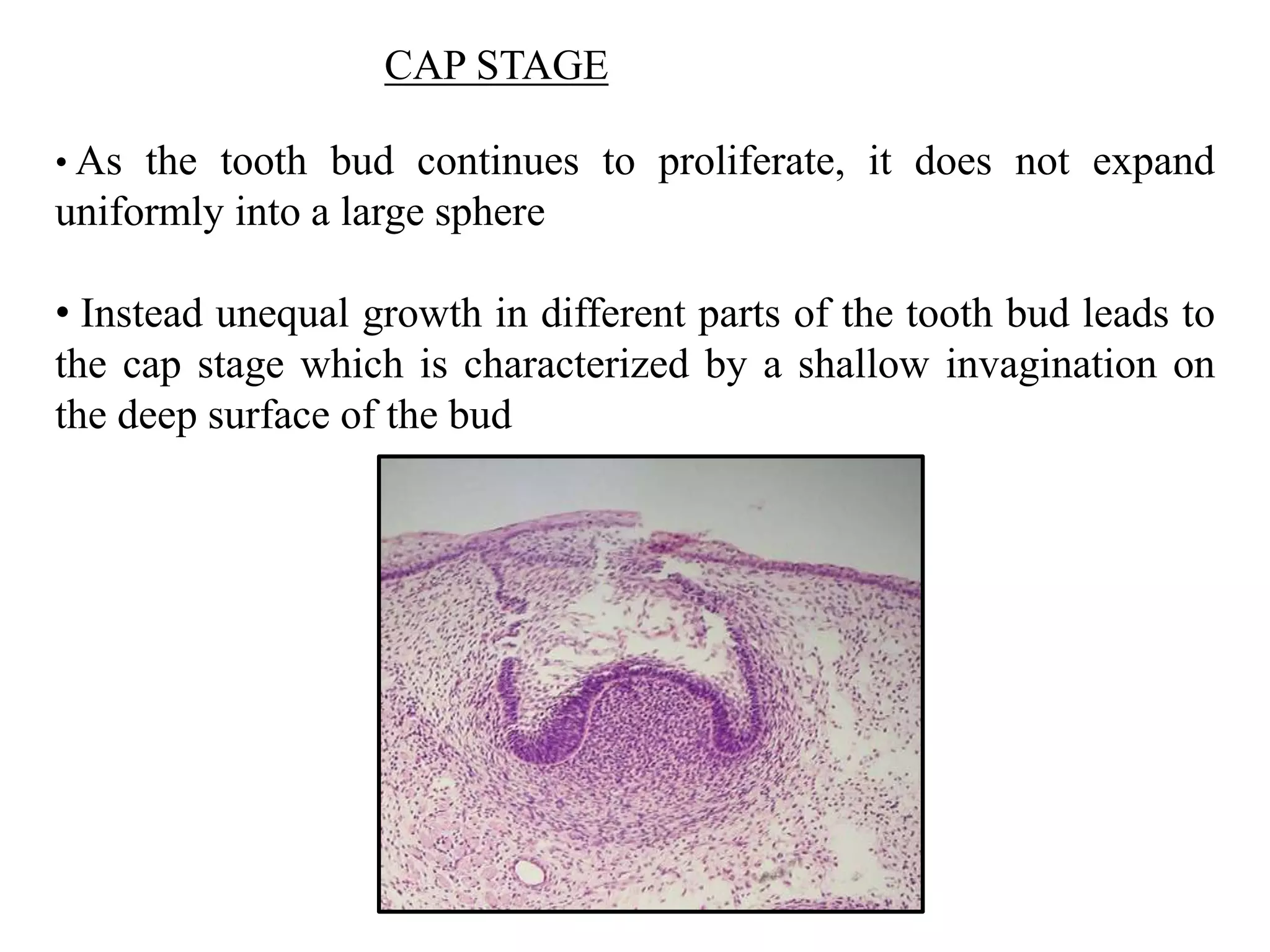Molecular Basis of Tooth Development | PPTX