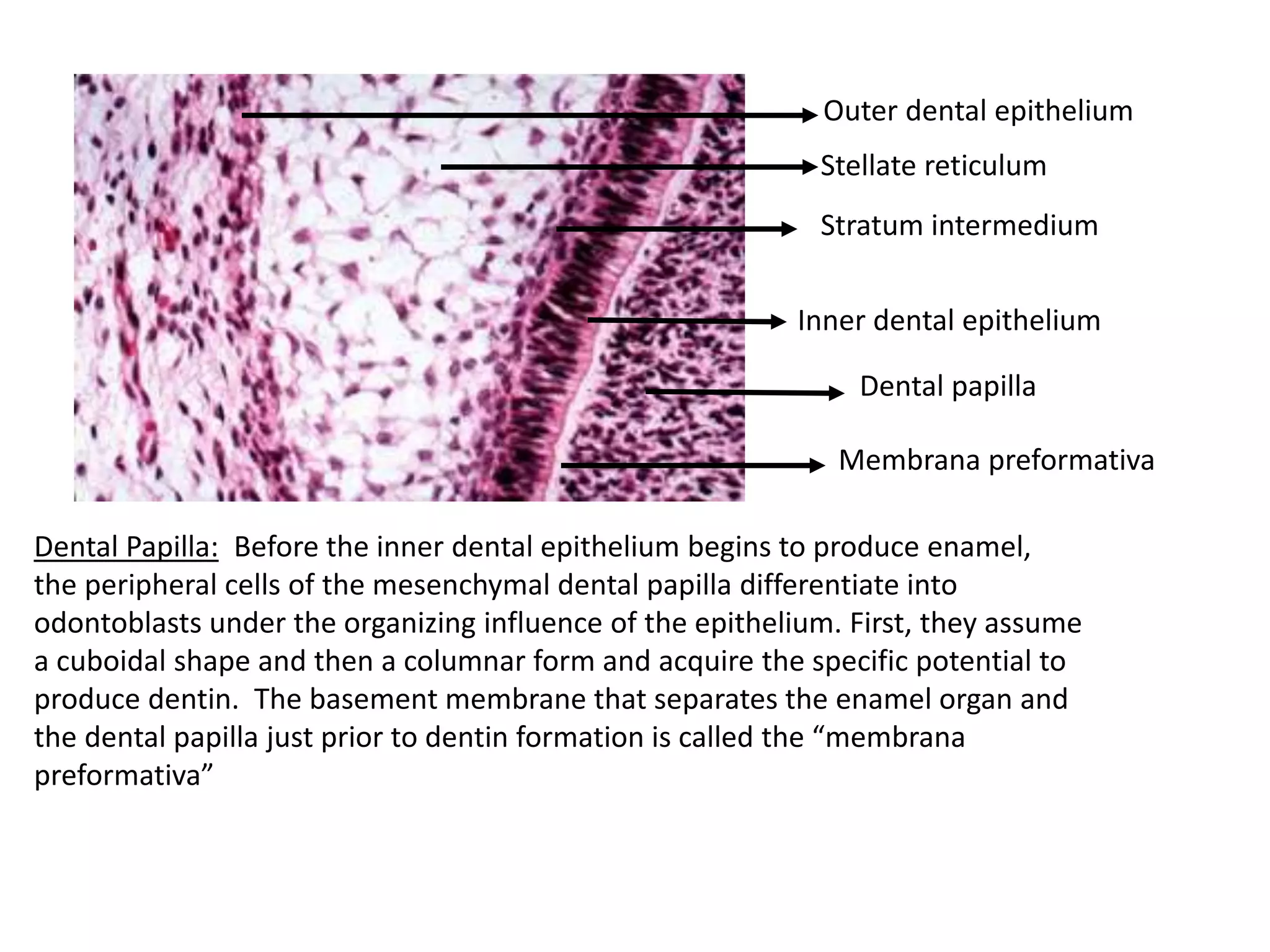 Molecular Basis of Tooth Development | PPTX