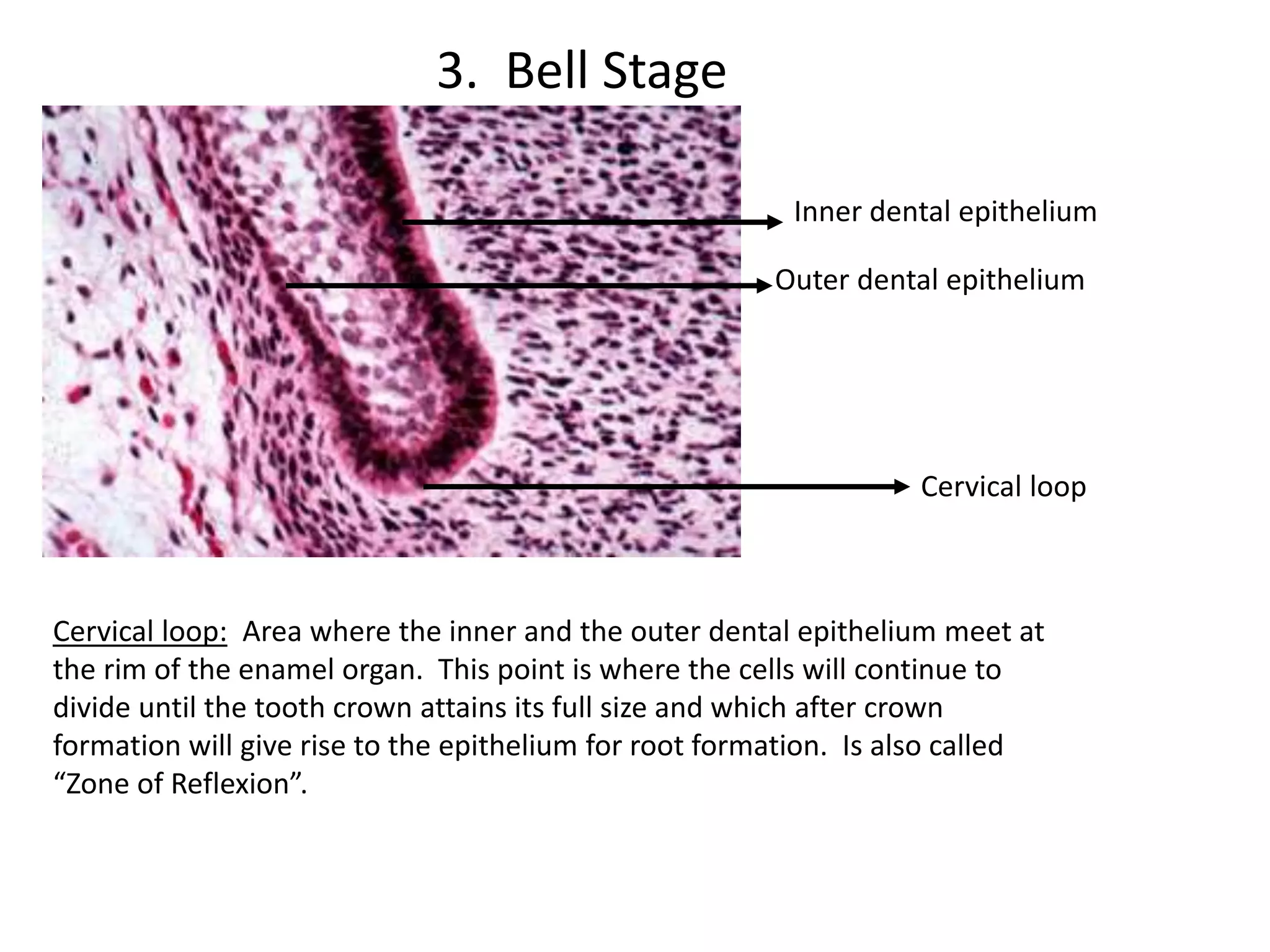 Molecular Basis of Tooth Development | PPTX