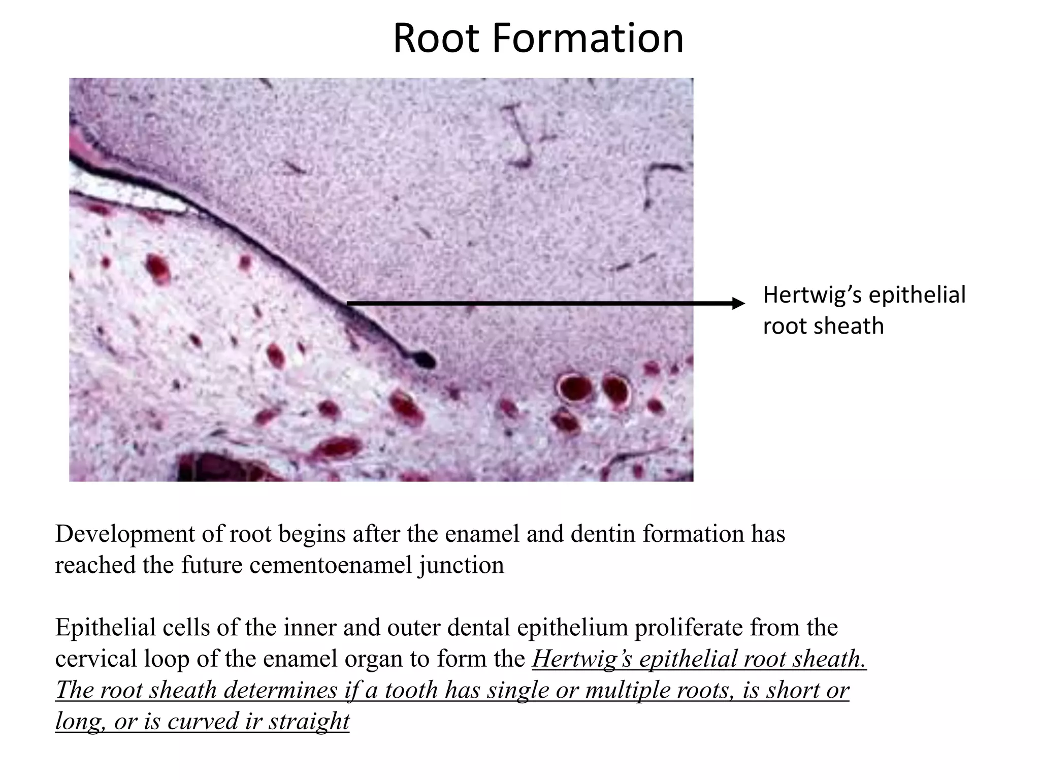 Molecular Basis of Tooth Development | PPTX