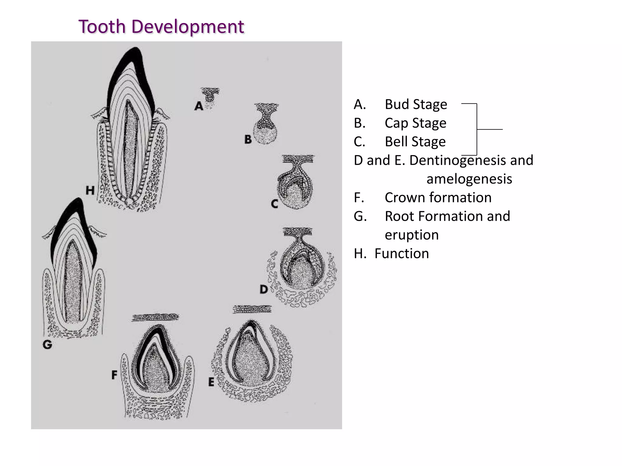 Molecular Basis of Tooth Development | PPTX