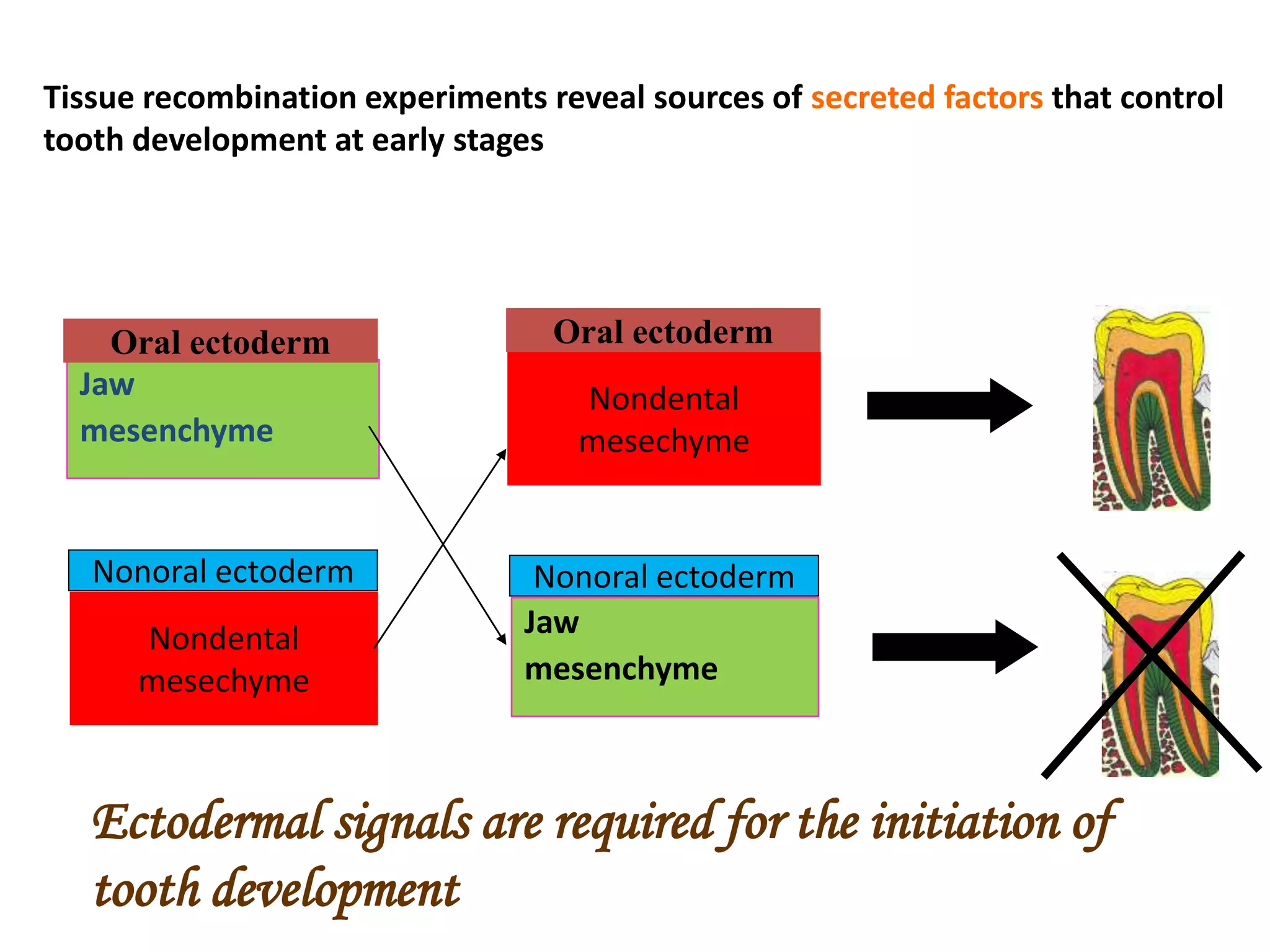 Molecular Basis of Tooth Development | PPTX