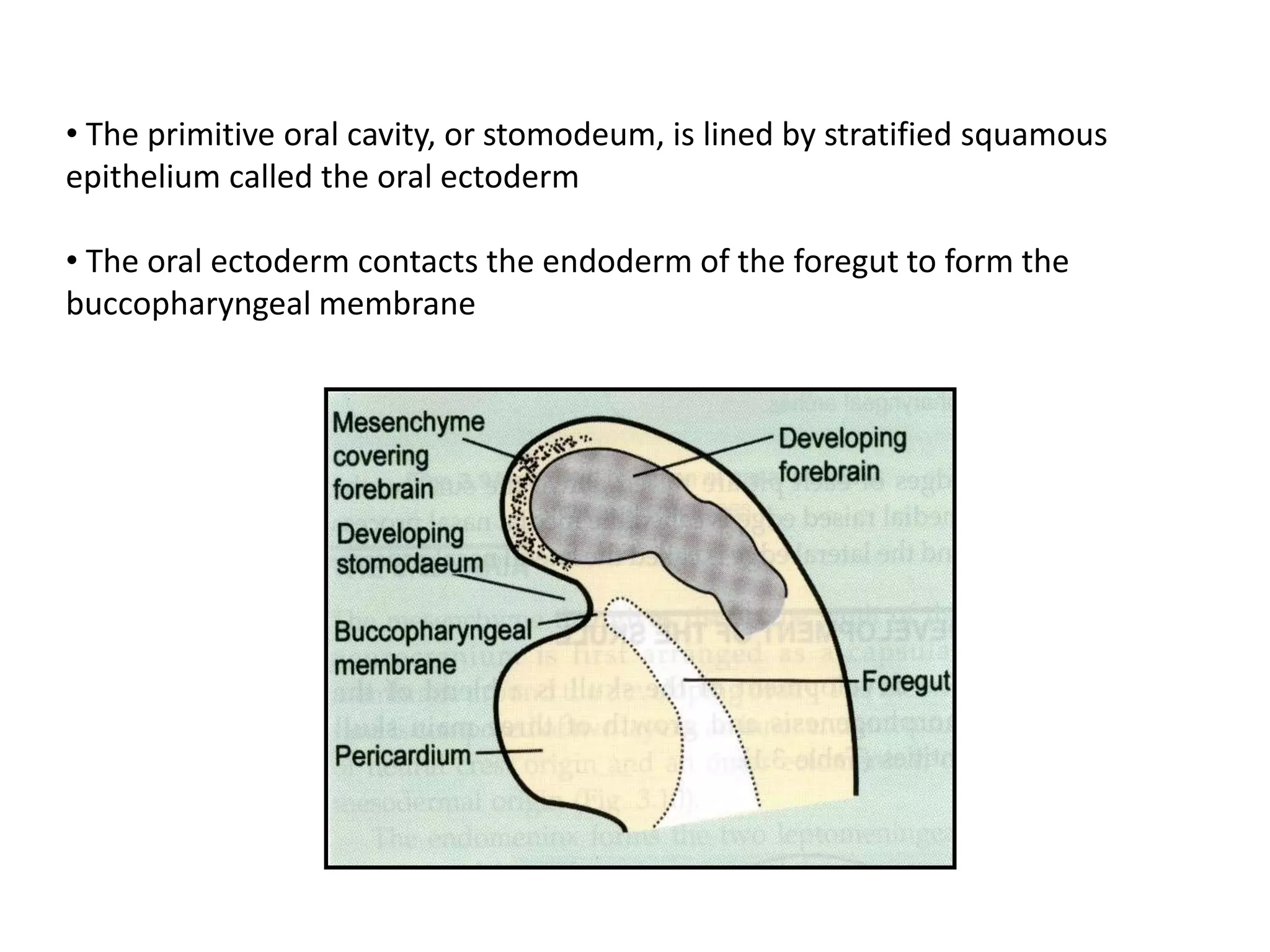 Molecular Basis of Tooth Development | PPTX