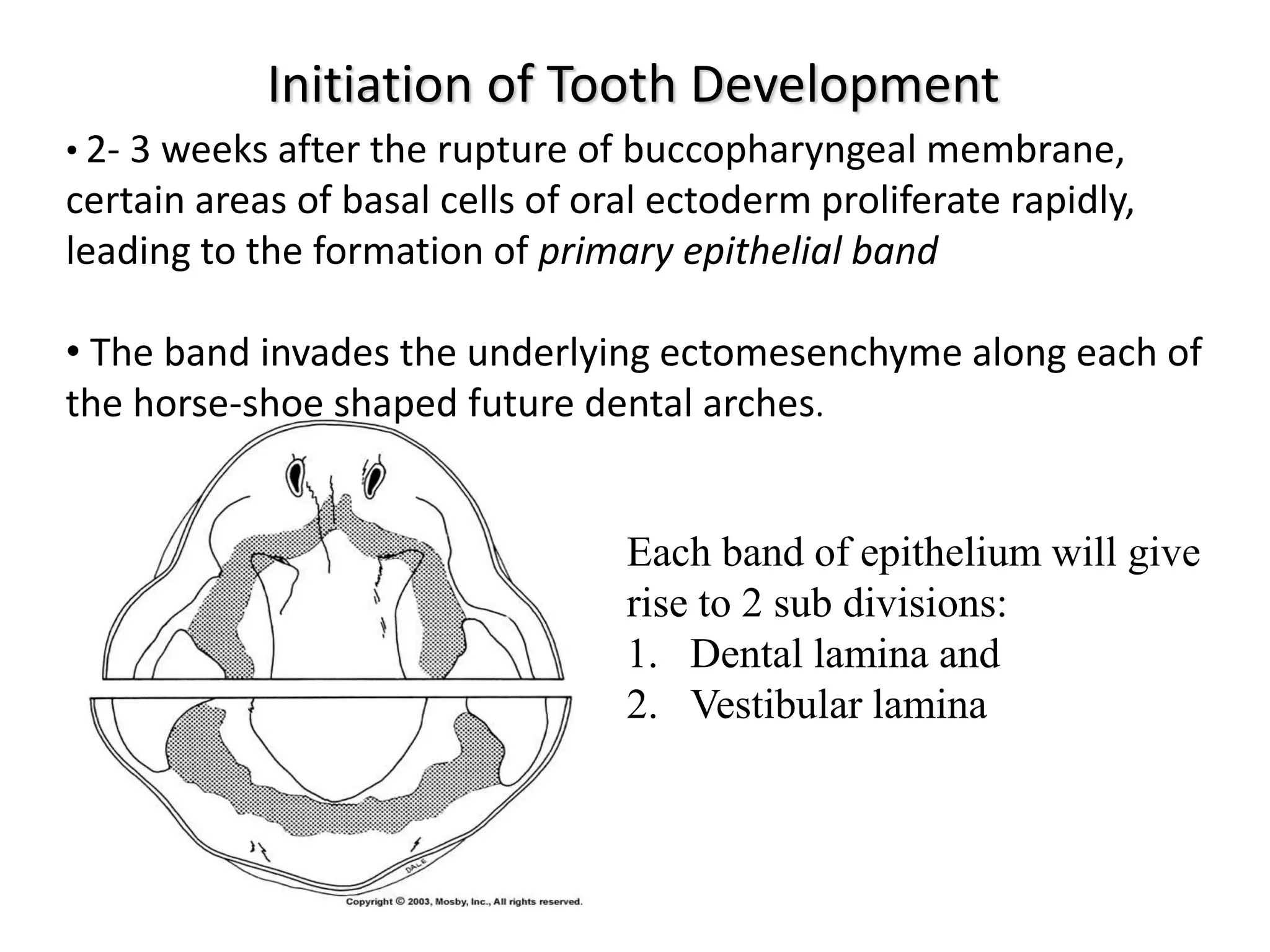 Molecular Basis of Tooth Development | PPTX