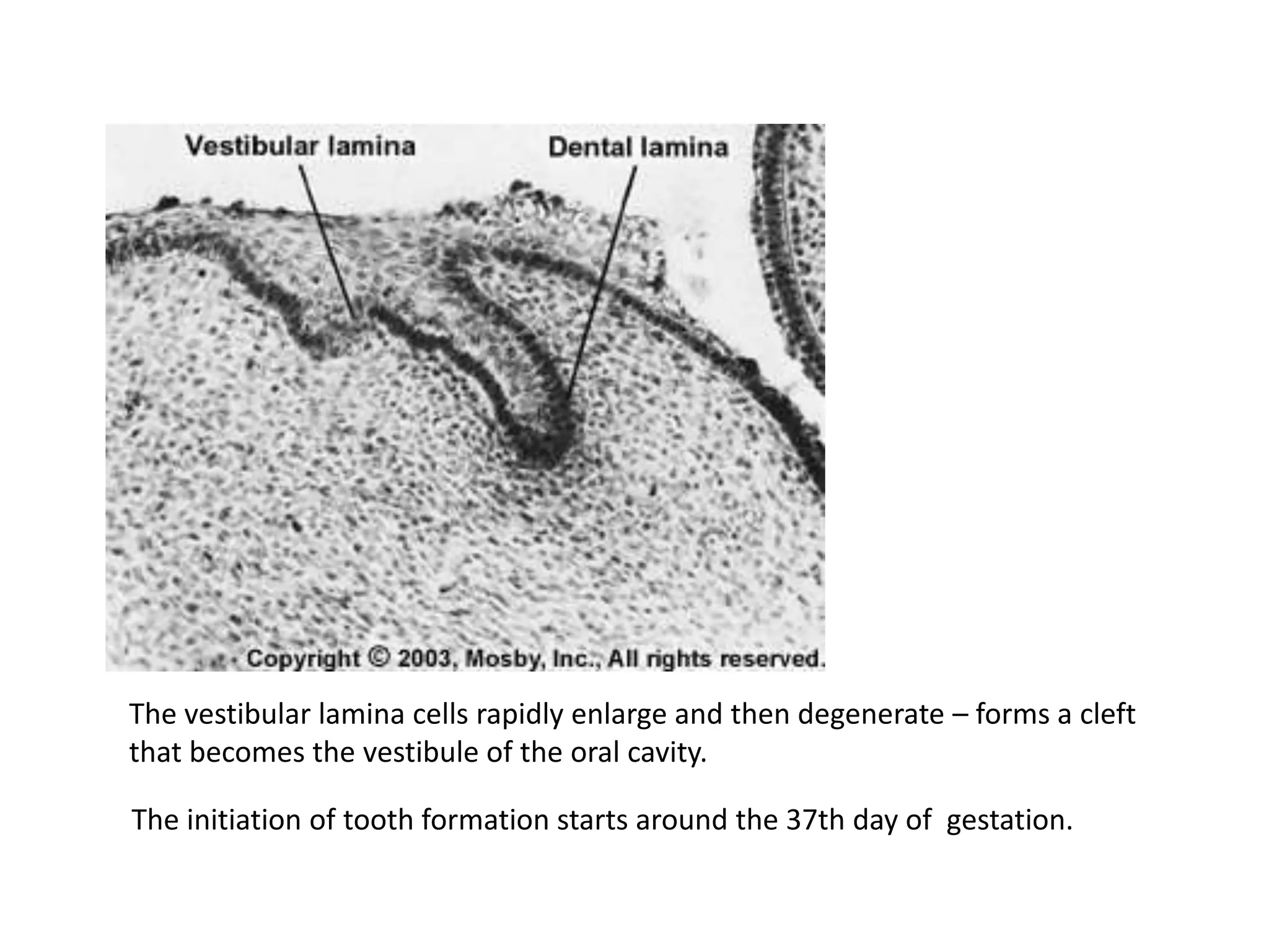 Molecular Basis of Tooth Development | PPTX