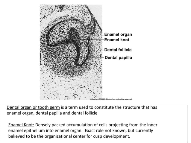 Molecular Basis of Tooth Development | PPTX