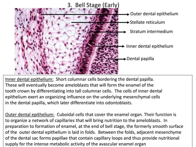 Molecular Basis of Tooth Development | PPTX