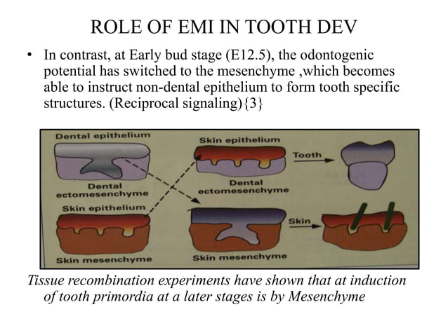 Molecular Basis of Tooth Development | PPTX