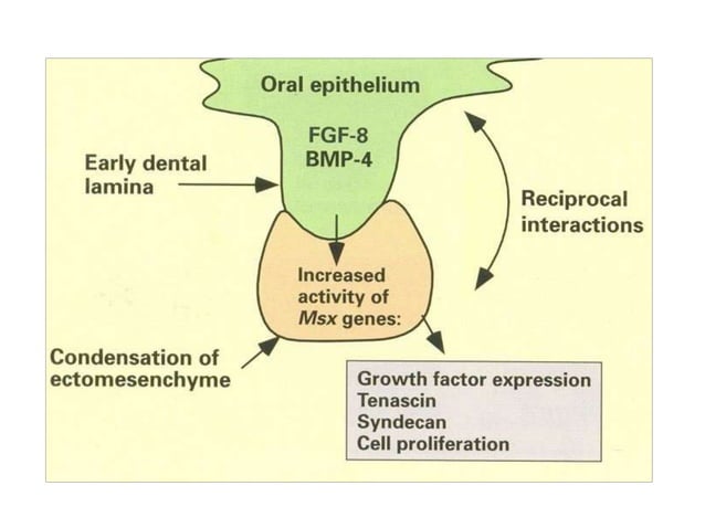 Molecular Basis of Tooth Development | PPTX