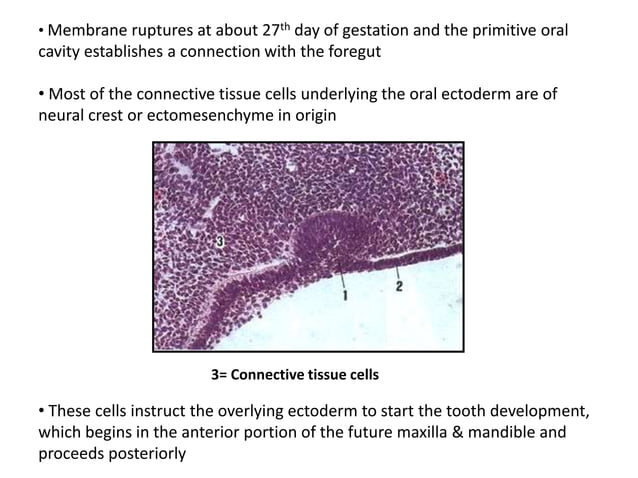 Molecular Basis of Tooth Development | PPTX